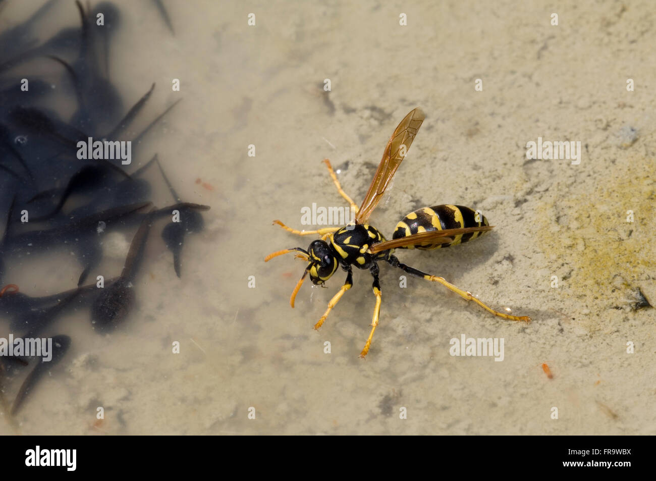 European paper wasp (Polistes dominula) drinking water in little pool ...