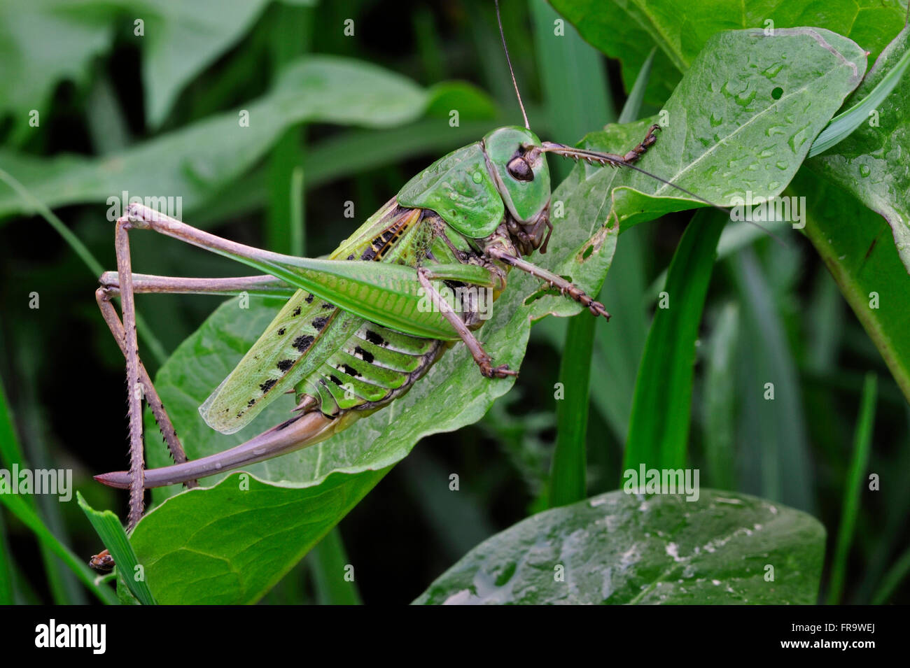 Wartbiter / Wart biter bush cricket (Decticus verrucivorus) female ...