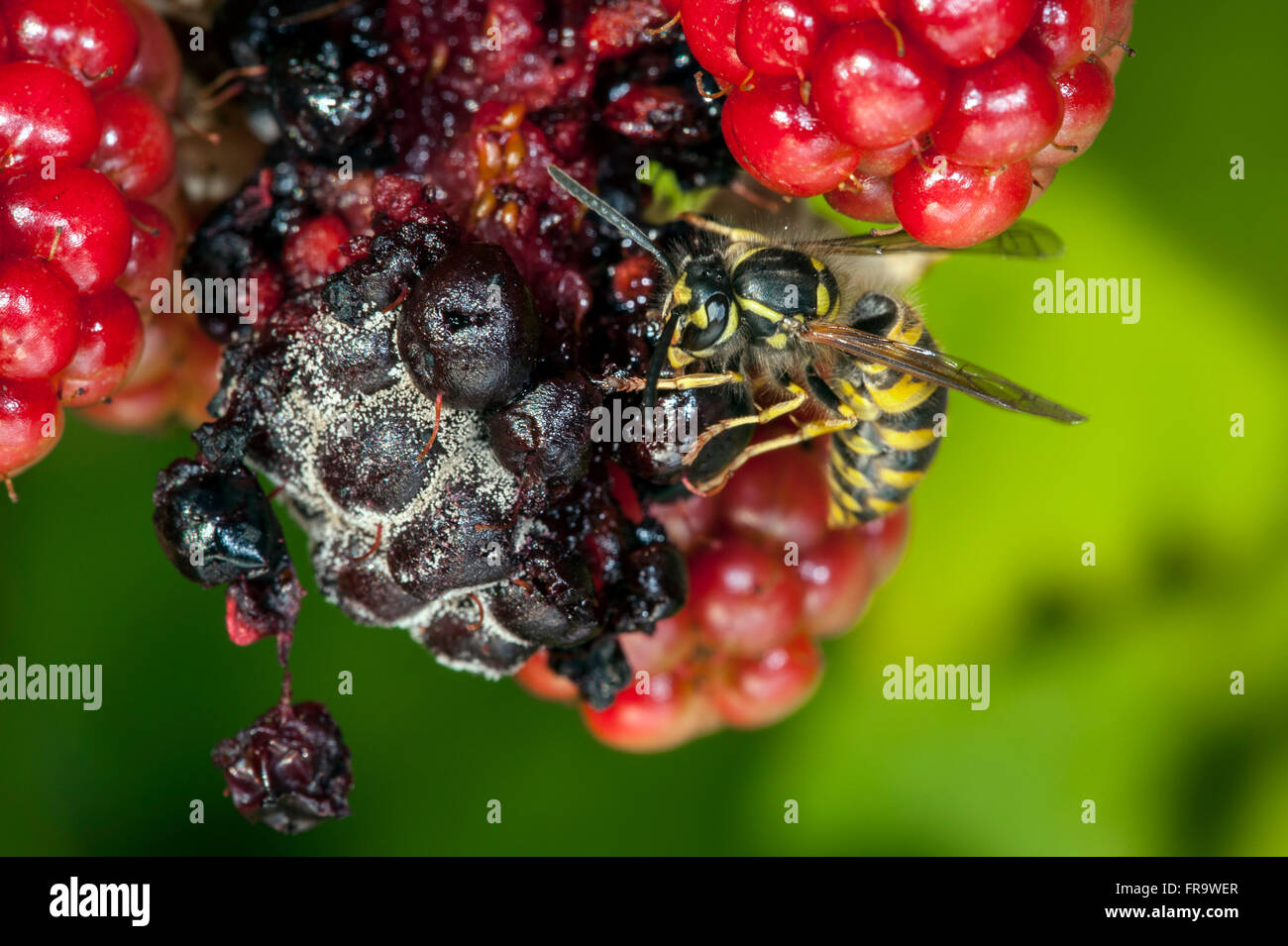 Rotten berries hi-res stock photography and images - Alamy