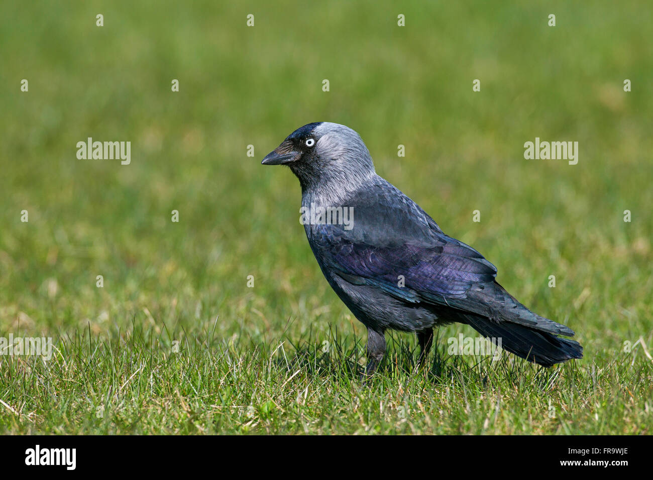 Western Jackdaw / European Jackdaw (Corvus monedula / Coloeus monedula ...