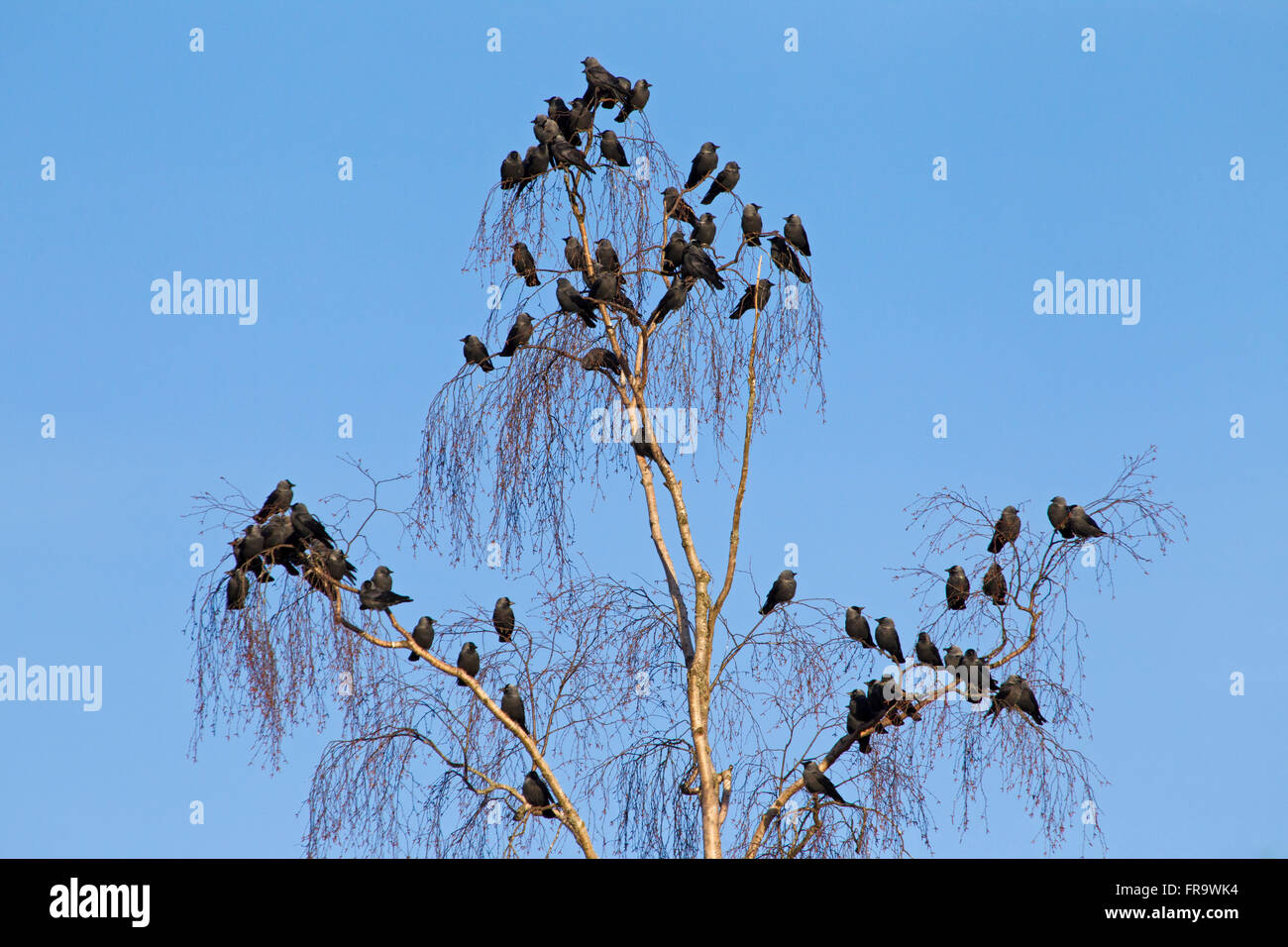 Western Jackdaw / European Jackdaw (Corvus monedula / Coloeus monedula ...