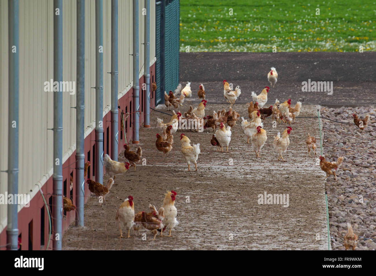 Domestic chickens (Gallus gallus domesticus), commercial free range ...