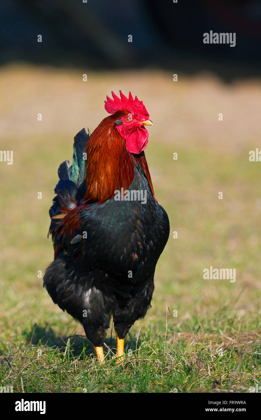 Domestic chicken (Gallus gallus domesticus), free range rooster / cock ...