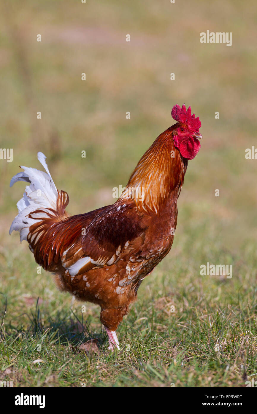 Domestic chicken (Gallus gallus domesticus), free range rooster / cock ...