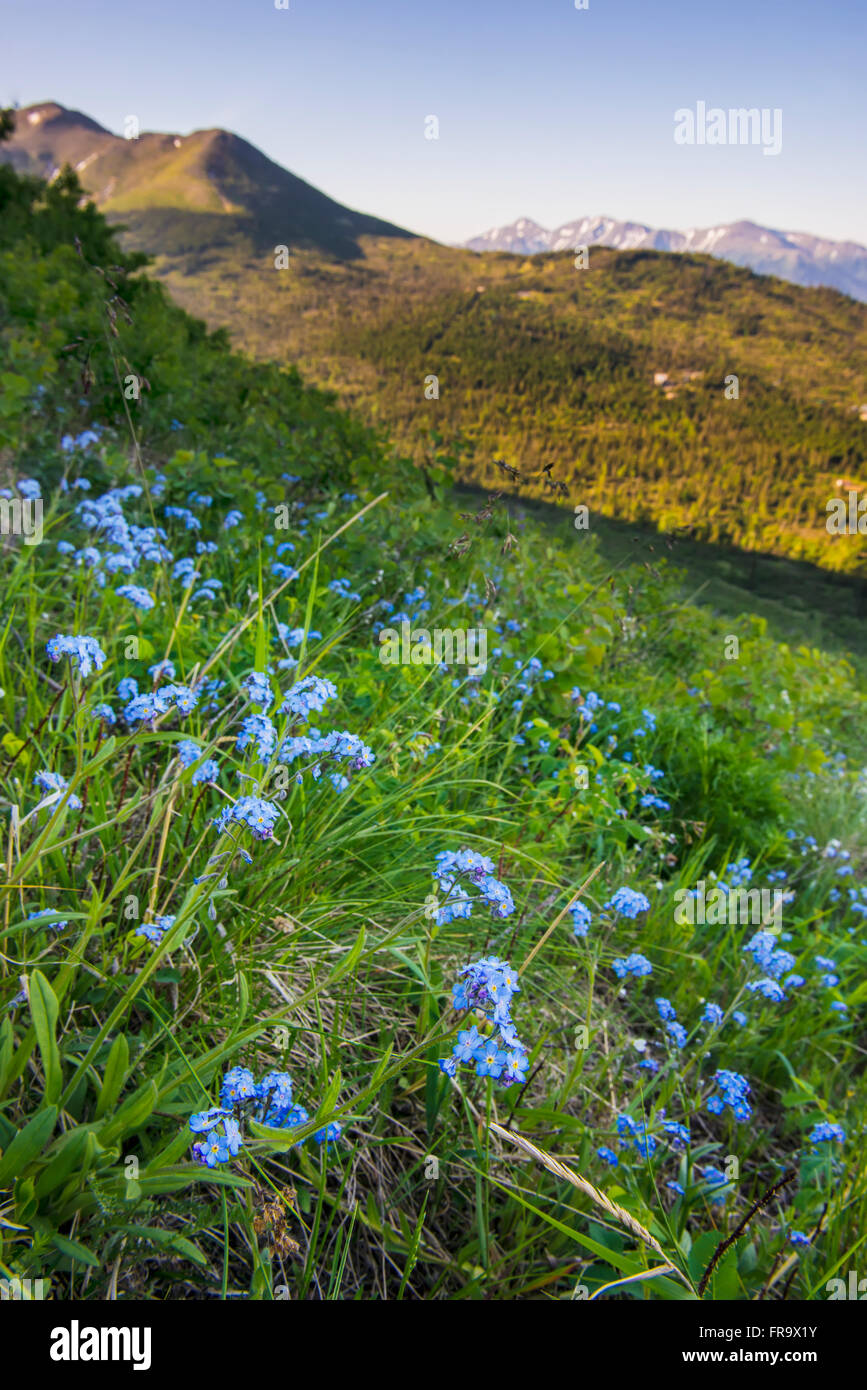 Alaska forget me not hi-res stock photography and images - Alamy