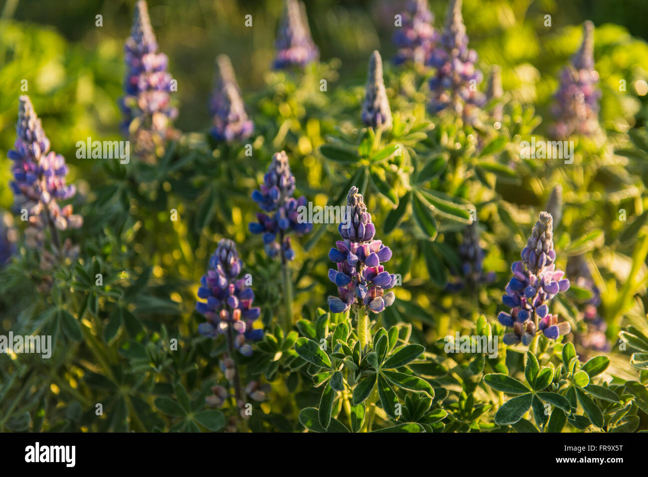 Arctic lupine in morning light at Kukak Bay, Katmai National Park ...