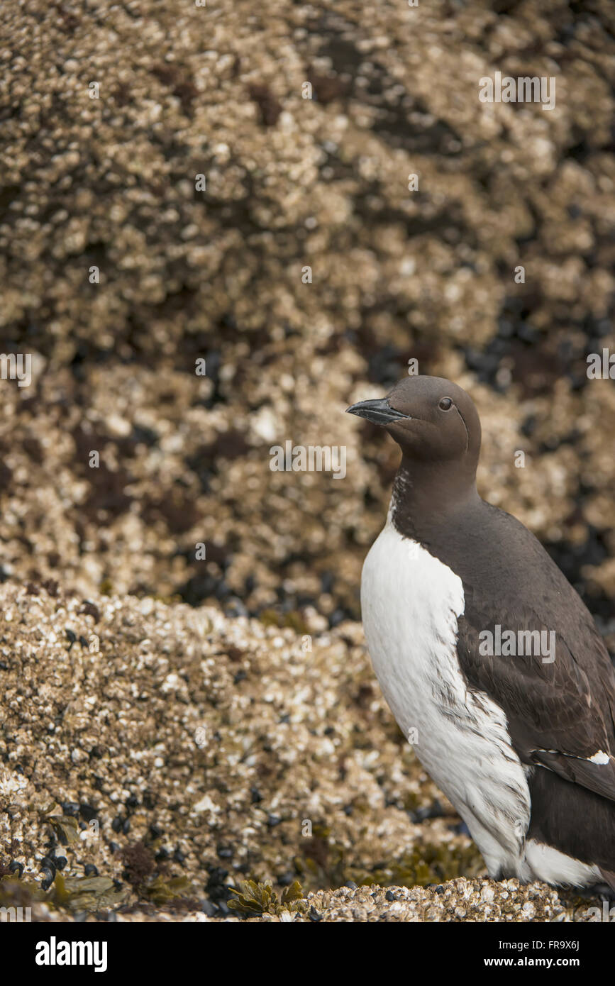 Common mure on barnacle-covered rock in Kukak Bay, Katmai National Park ...