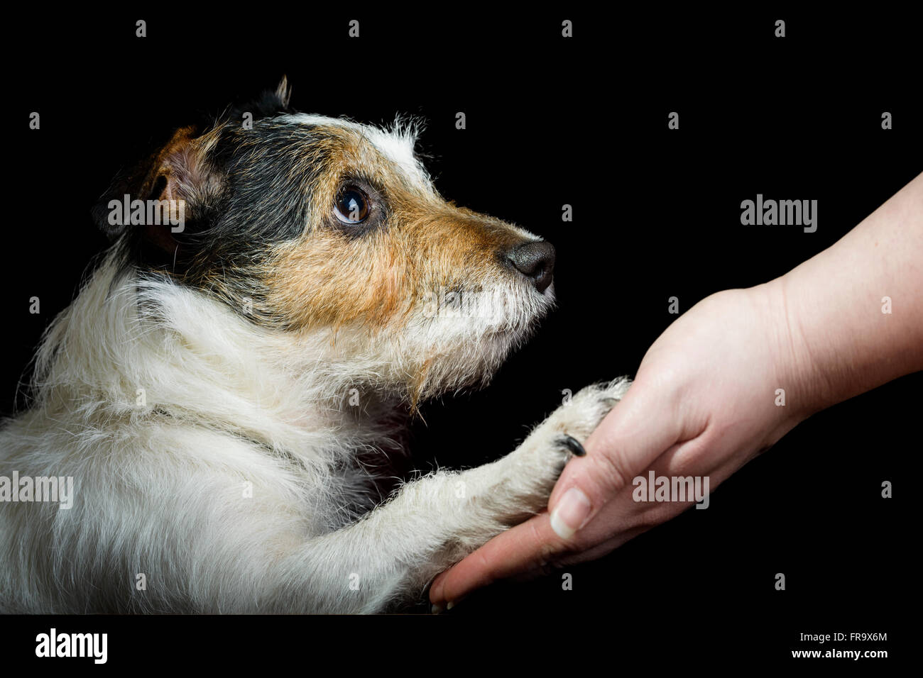 Dog paw hand hi-res stock photography and images - Alamy