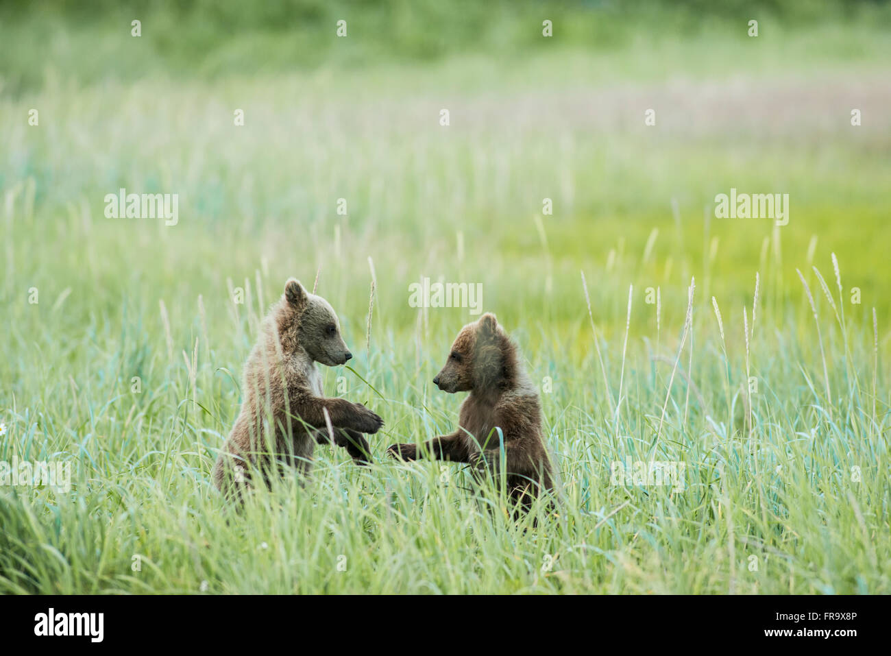 A pair of spring brown bear cubs spar in tall sedge grasses in Lake ...
