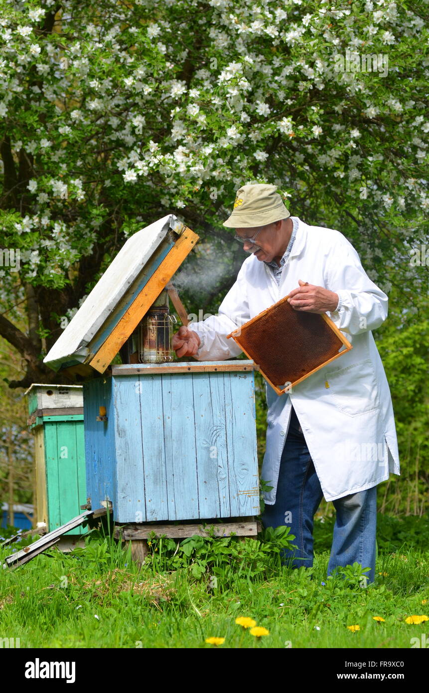 senior beekeeper making inspection in apiary in the springtime Stock ...