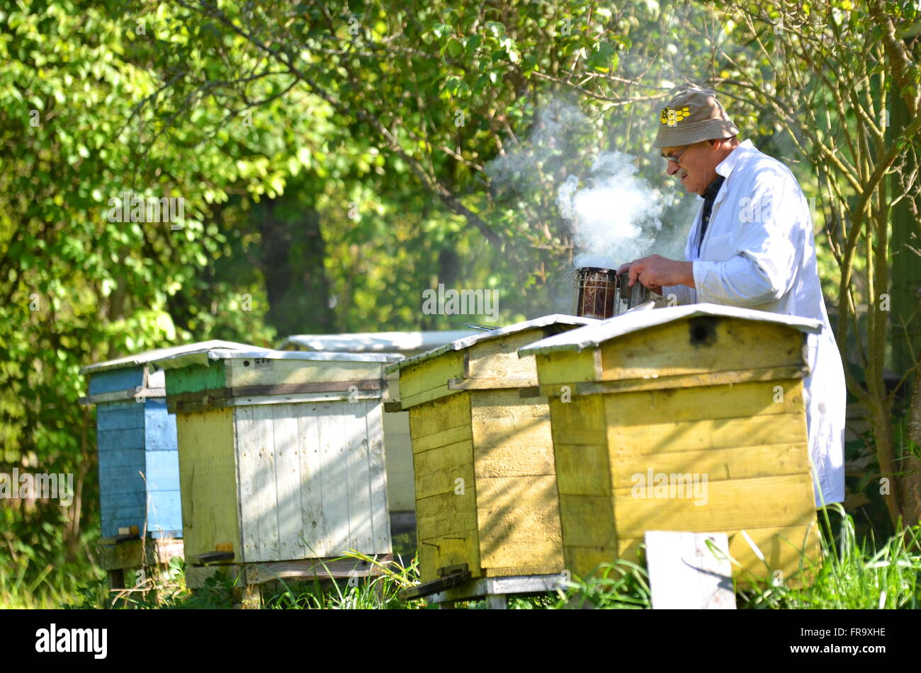 Experienced senior beekeeper working in his apiary in the springtime ...