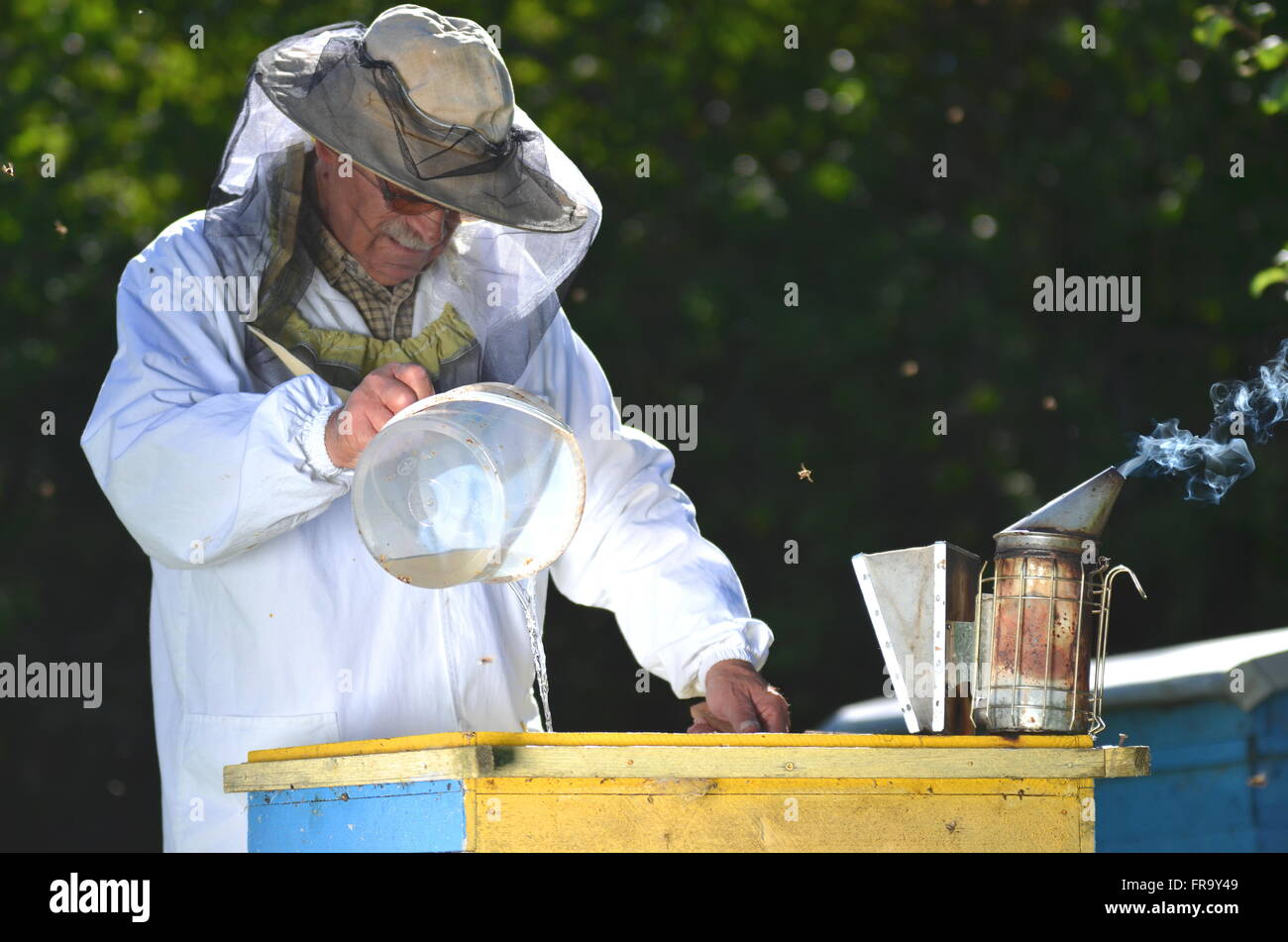 Experienced senior beekeeper making inspection in apiary after summer ...