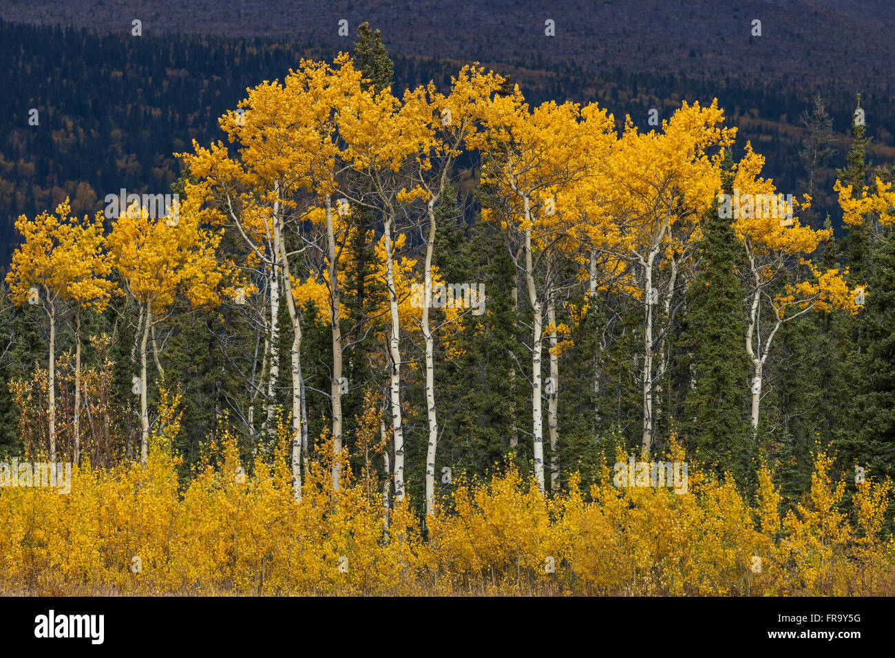 Golden colored trees along the Alaska Highway, Yukon Territory, Canada ...