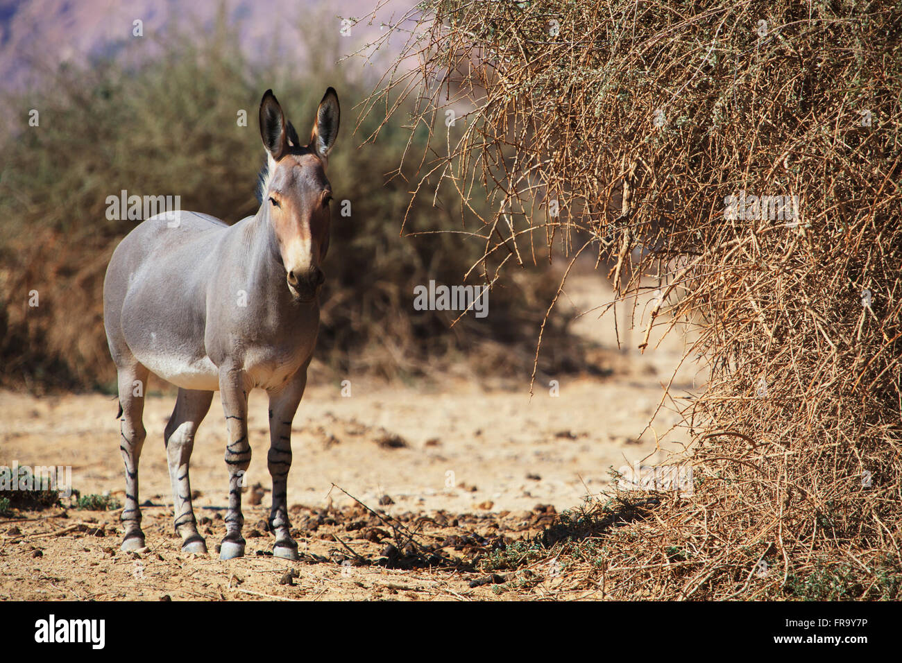 Donkey in the Arava Valley; Jordan Valley, Israel Stock Photo - Alamy