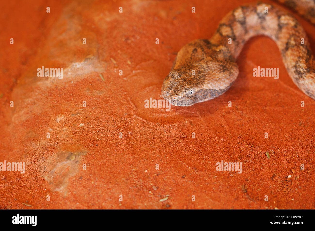 Snake on the red ground in Arava Valley; Jordan Valley, Israel Stock ...