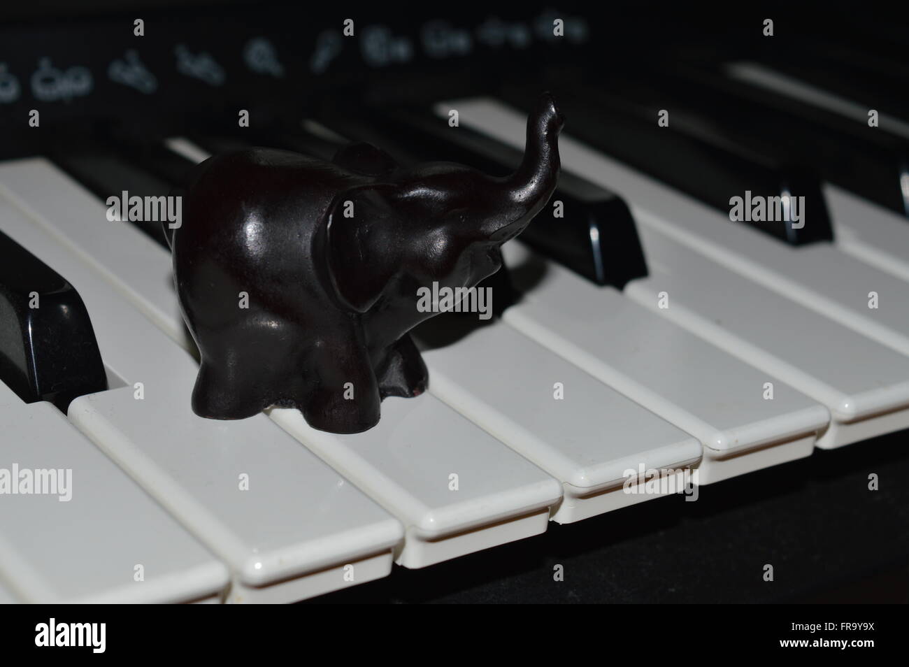 Elephant on Keyboard Stock Photo - Alamy