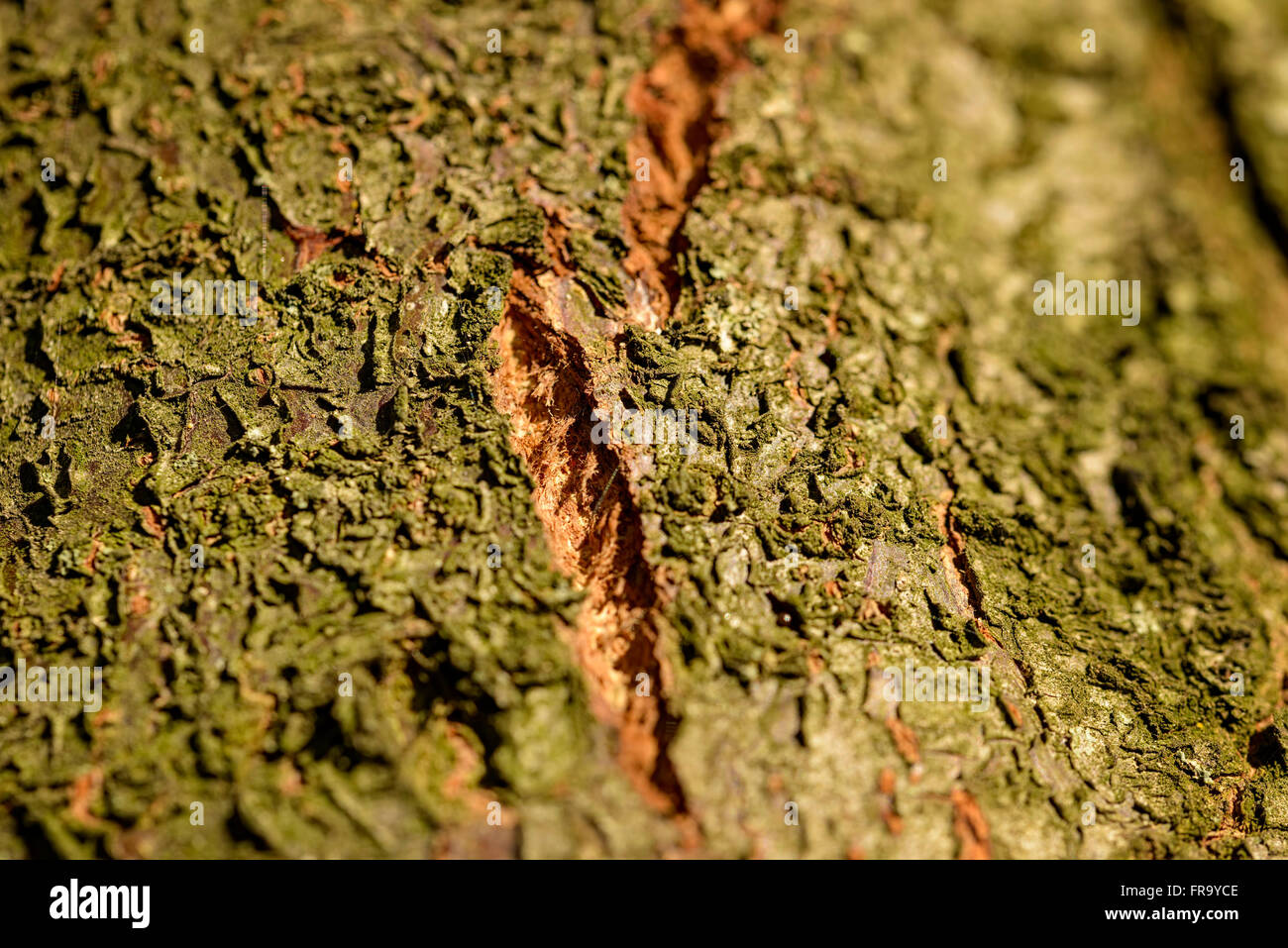 cortex tree for natural background Stock Photo - Alamy