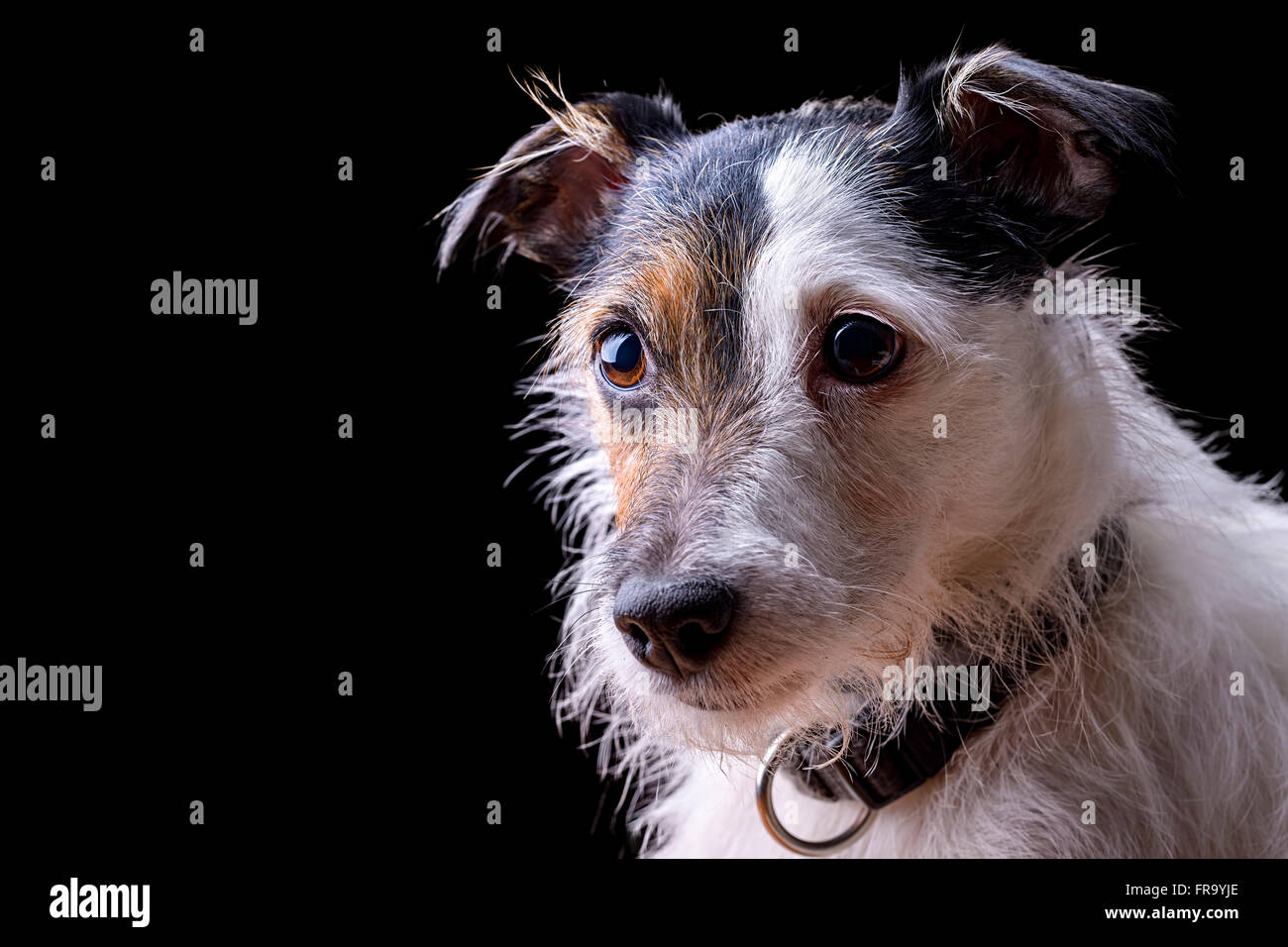 portrait of female jack russell terrier on black background Stock Photo ...