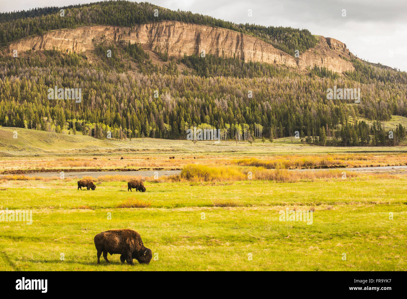 Bison cliff hi-res stock photography and images - Alamy