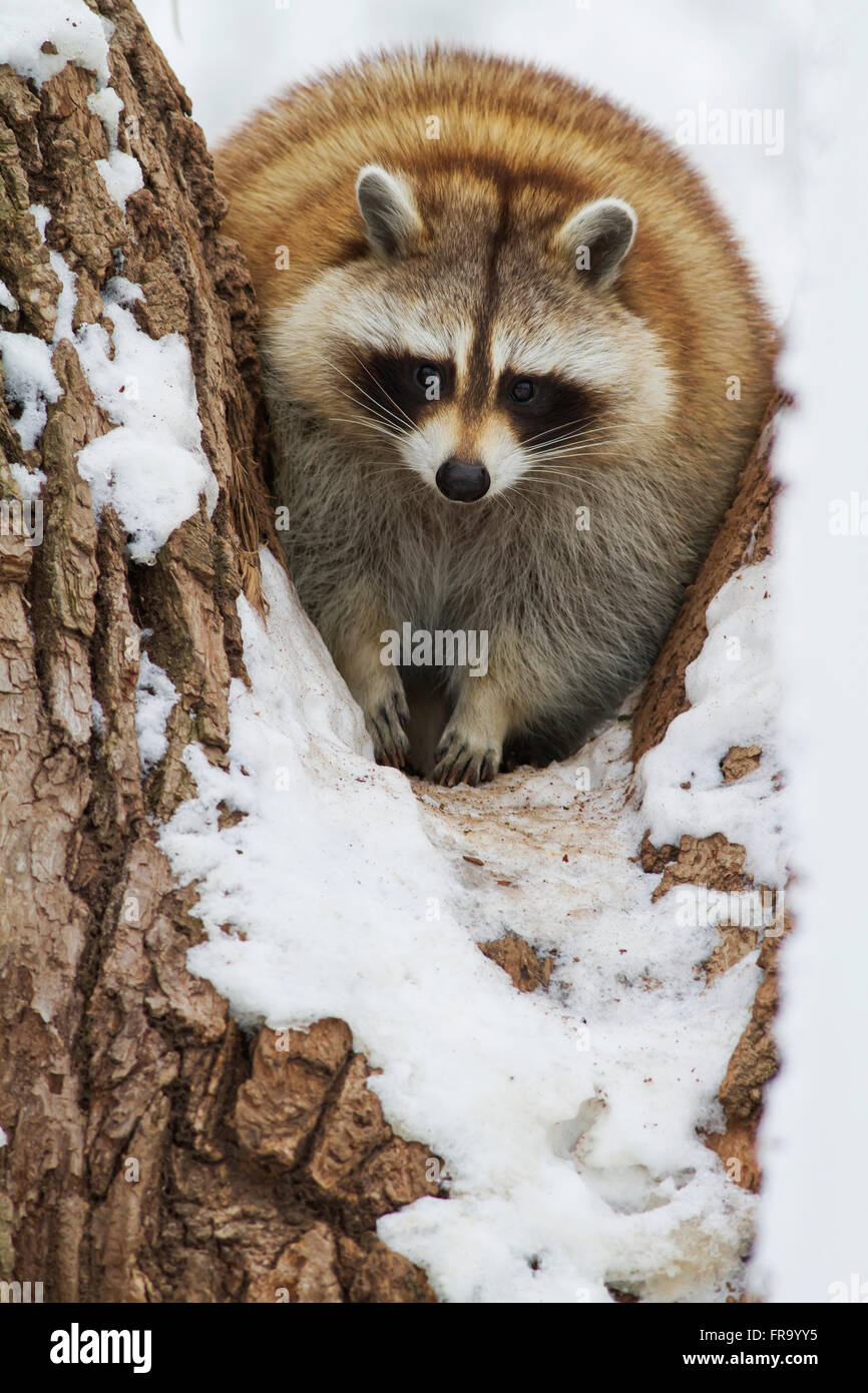 Raccoon (Procyon lotor), Ecomuseum Zoo; Ste-Anne-de-Bellevue, Quebec ...