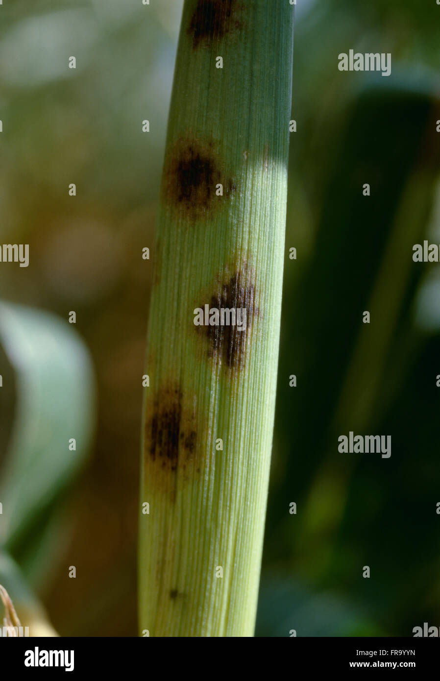 Agriculture - Crop disease; anthracnose lesions on a grain corn stalk ...