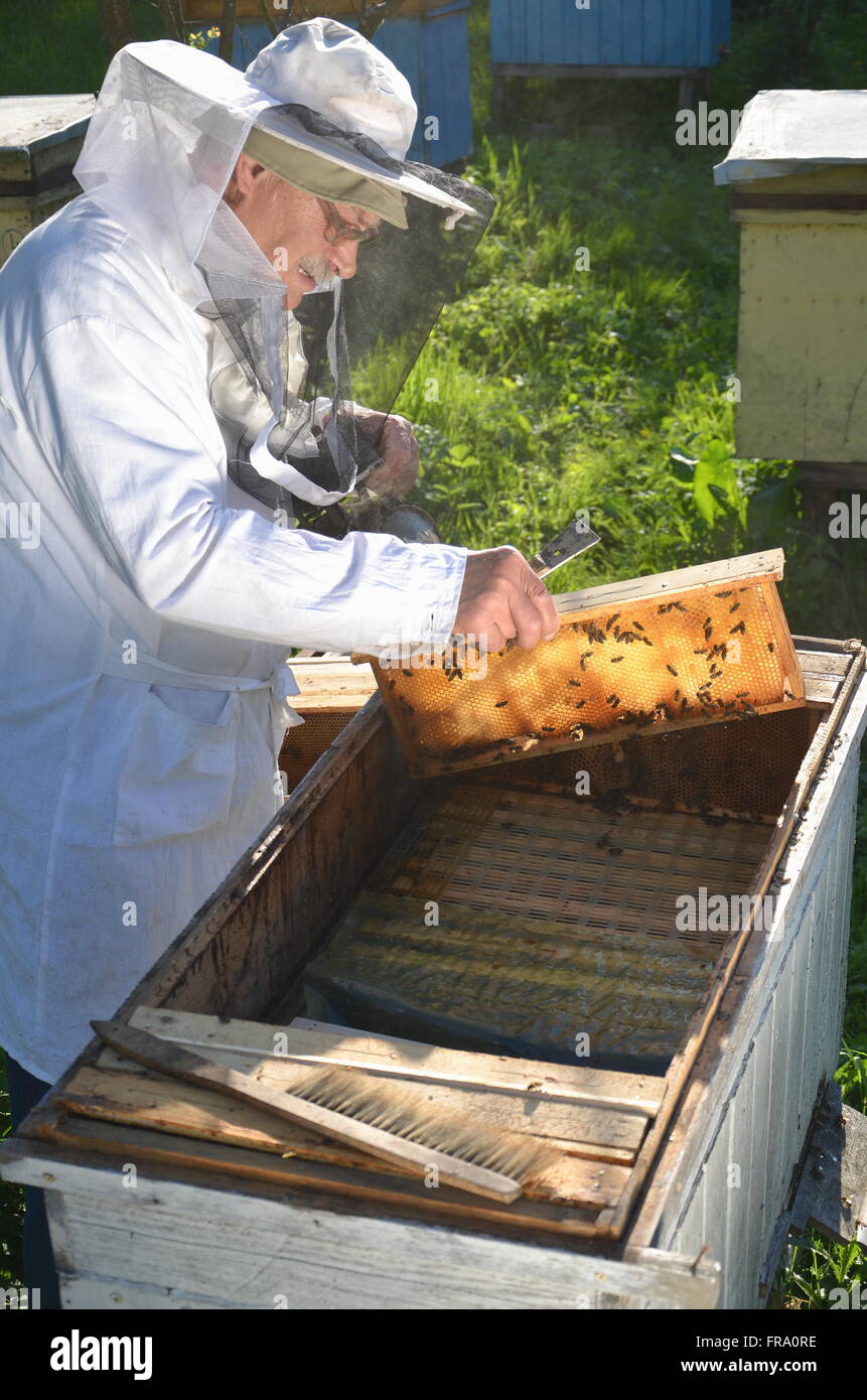 Experienced senior beekeeper making inspection in apiary in the ...