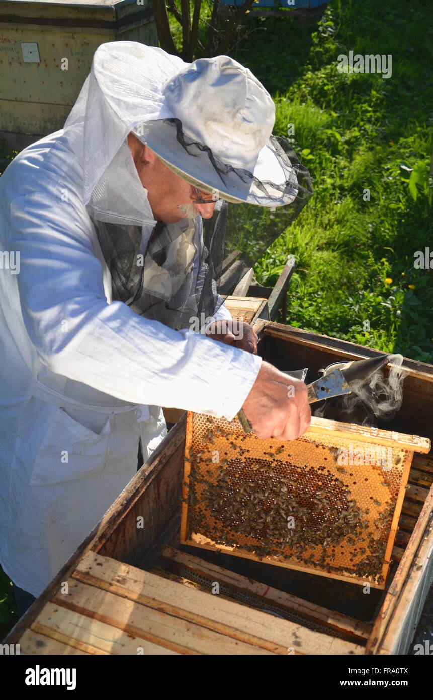 Experienced senior beekeeper making inspection in apiary in the ...