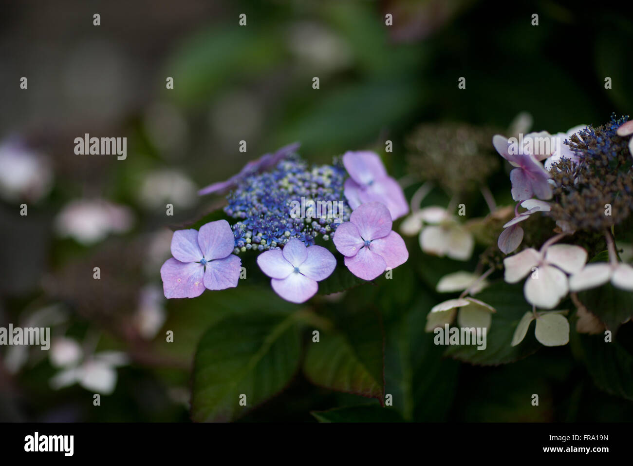 small hydrangea blossoms in focus, dark diffuse background Stock Photo ...