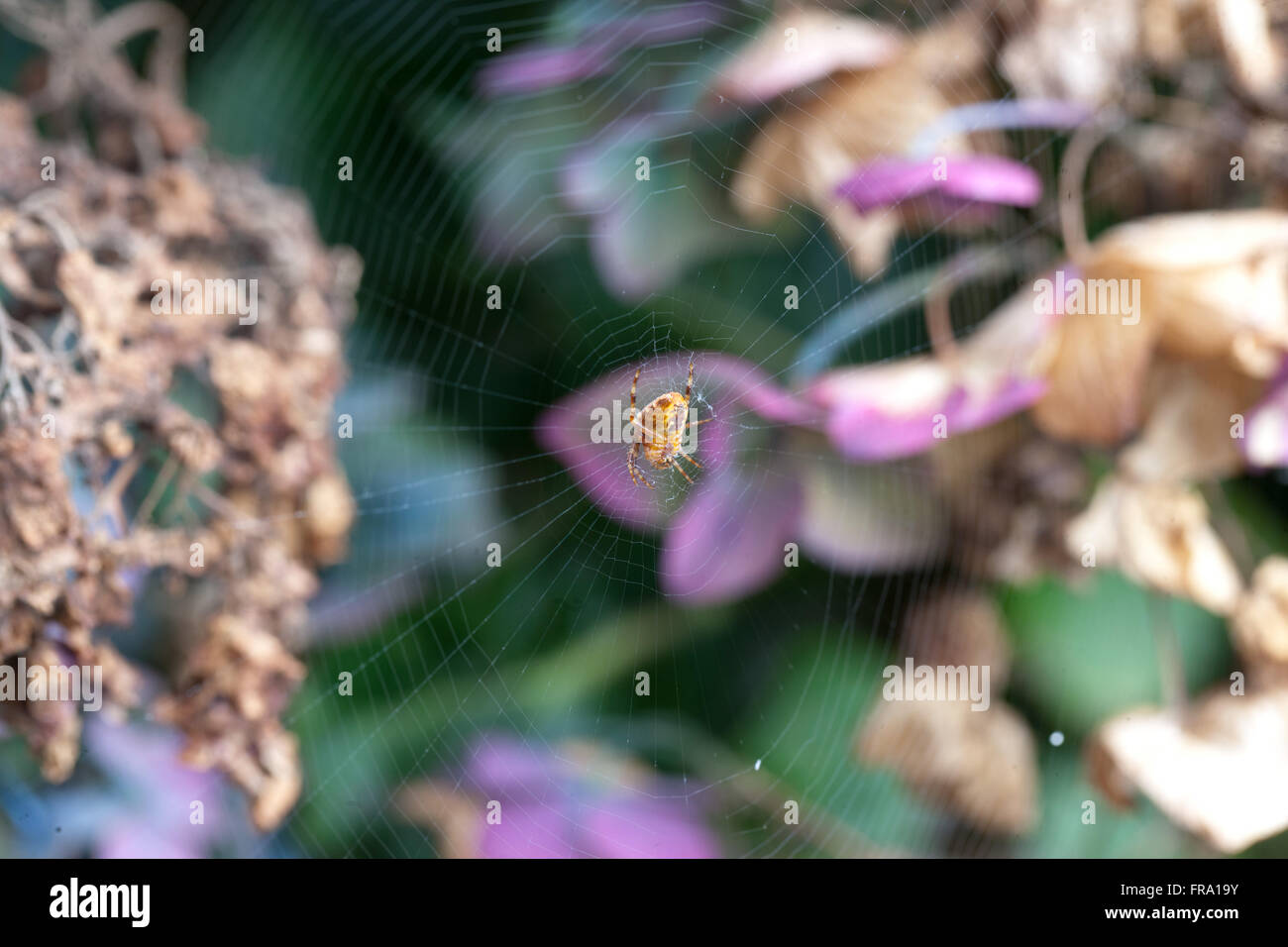 spider in the center of its web, spanned midst of withered hydrangea ...