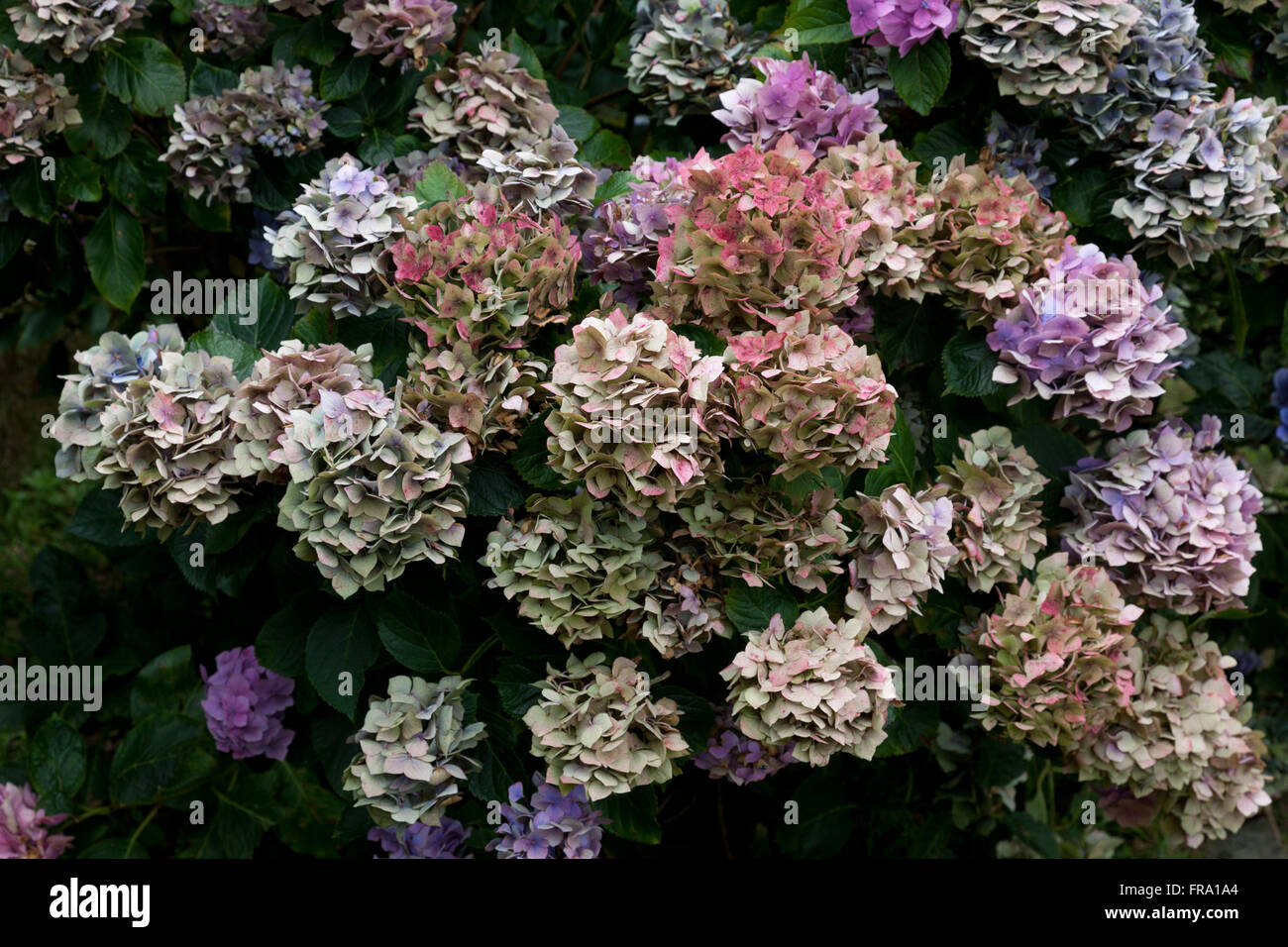 varicolored hydrangea blossoms Stock Photo - Alamy