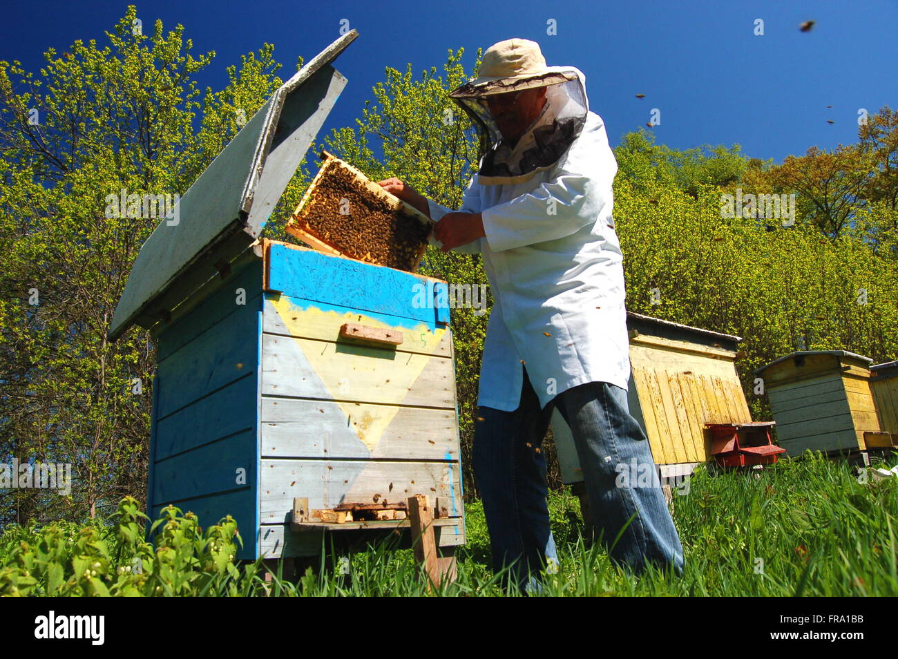 Beekeeper working in his apiary Stock Photo - Alamy