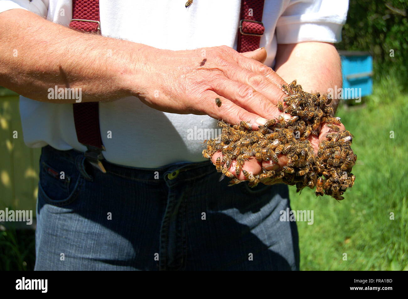 Beekeeper and swarm of bees Stock Photo - Alamy