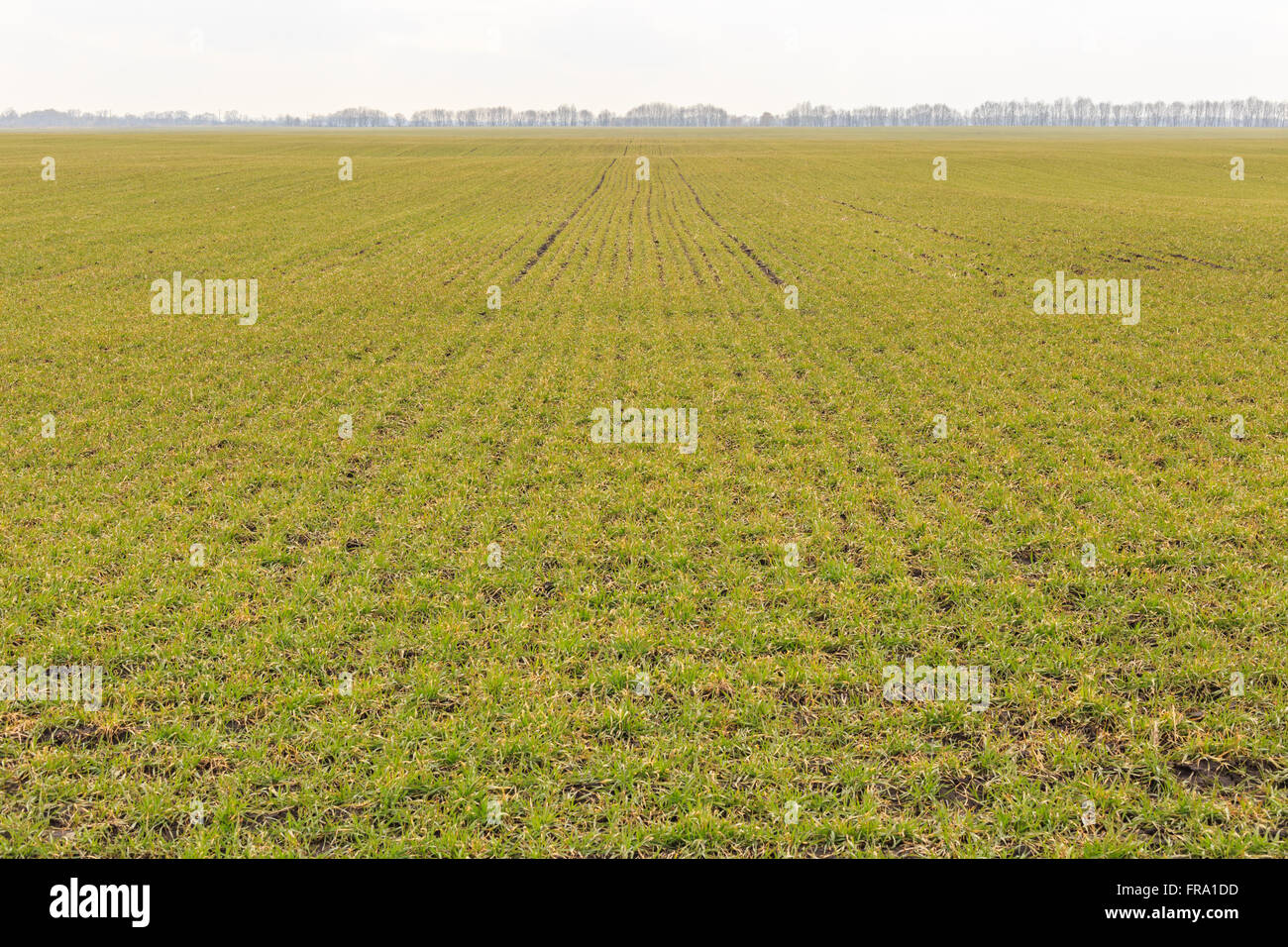 Green field of growing wheat at early spring. Agricultural landscape ...