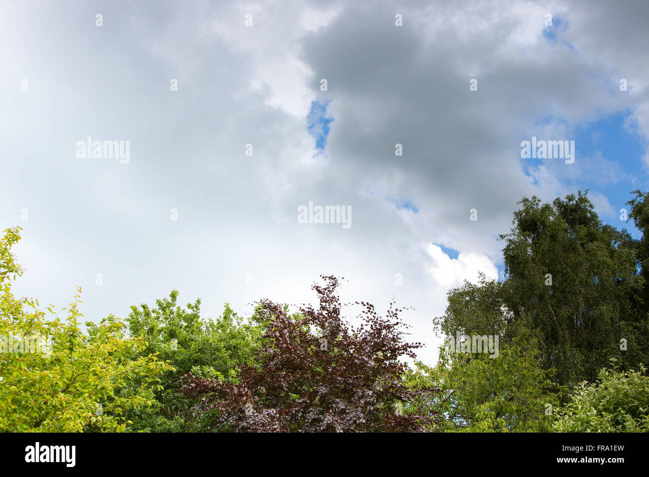 Dramatic cloudy sky over trees Stock Photo - Alamy