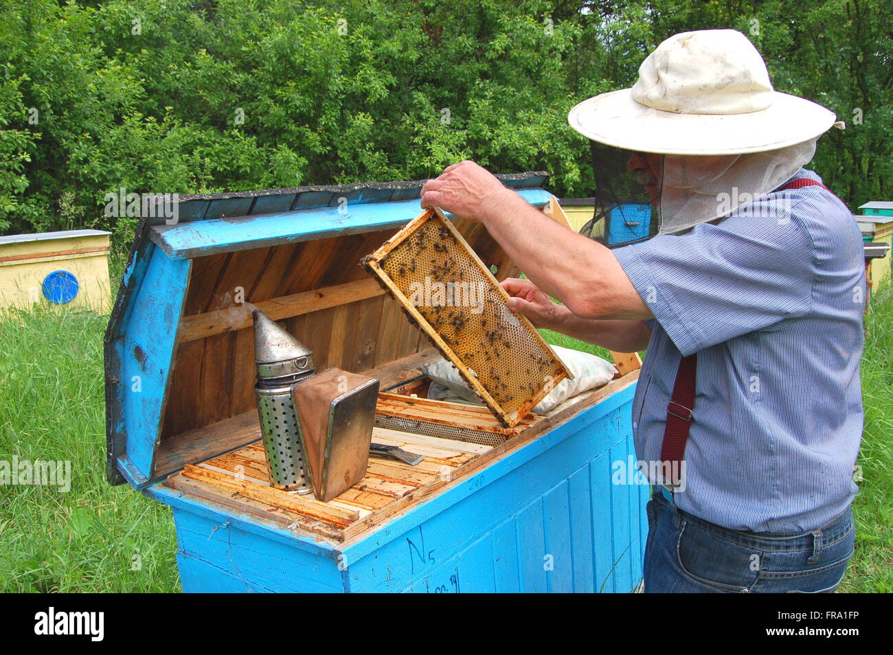 Beekeeper working in his apiary Stock Photo - Alamy