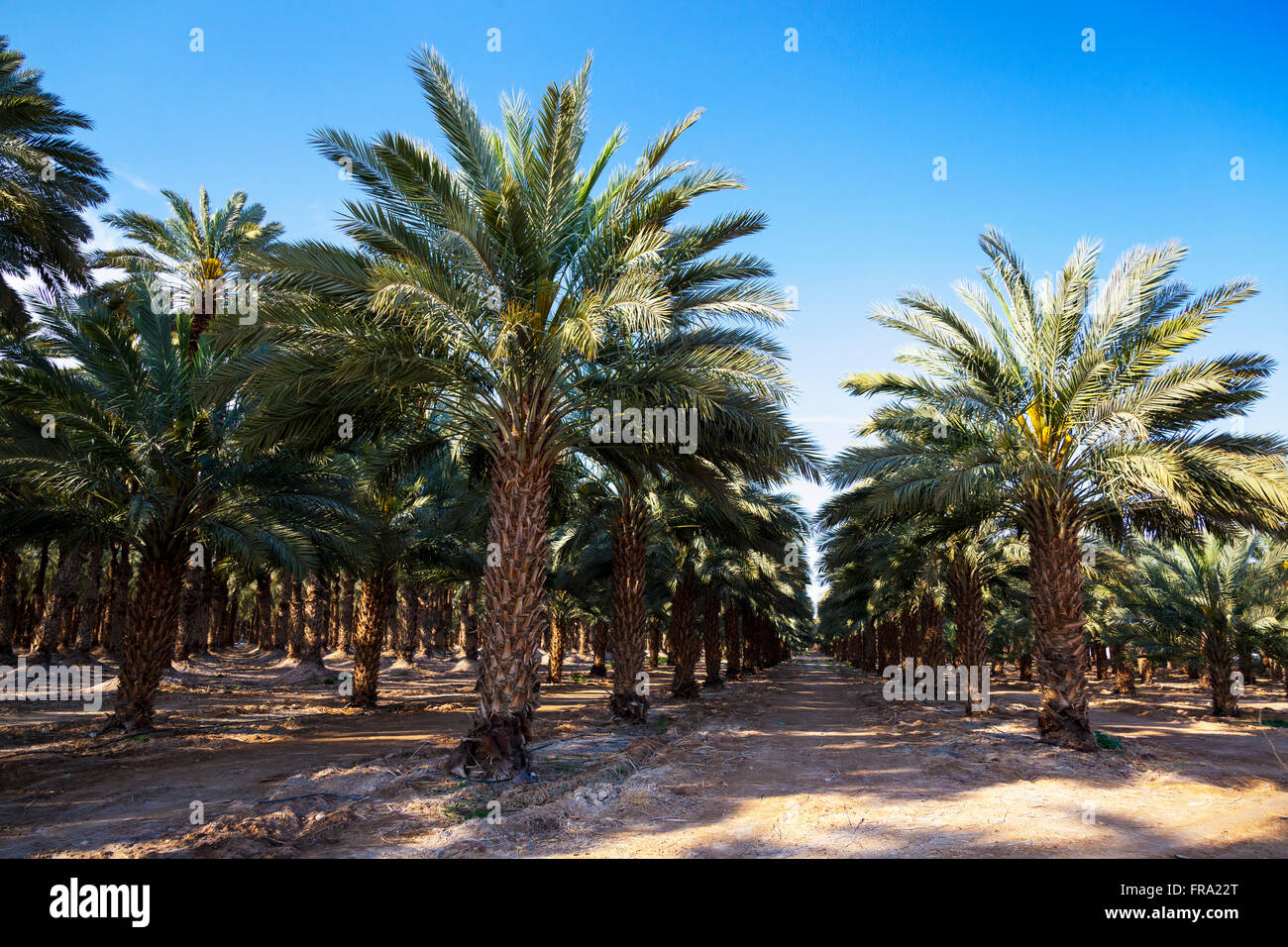 Rows of palm trees under a blue sky; Israel Stock Photo - Alamy