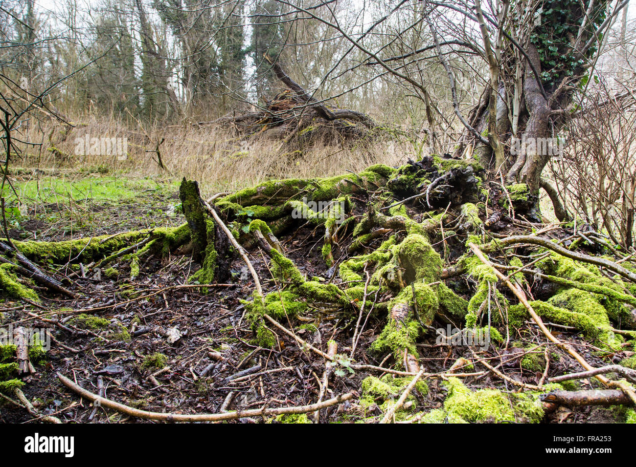 Mossy woodland and marsh, alder tree roots Stock Photo - Alamy