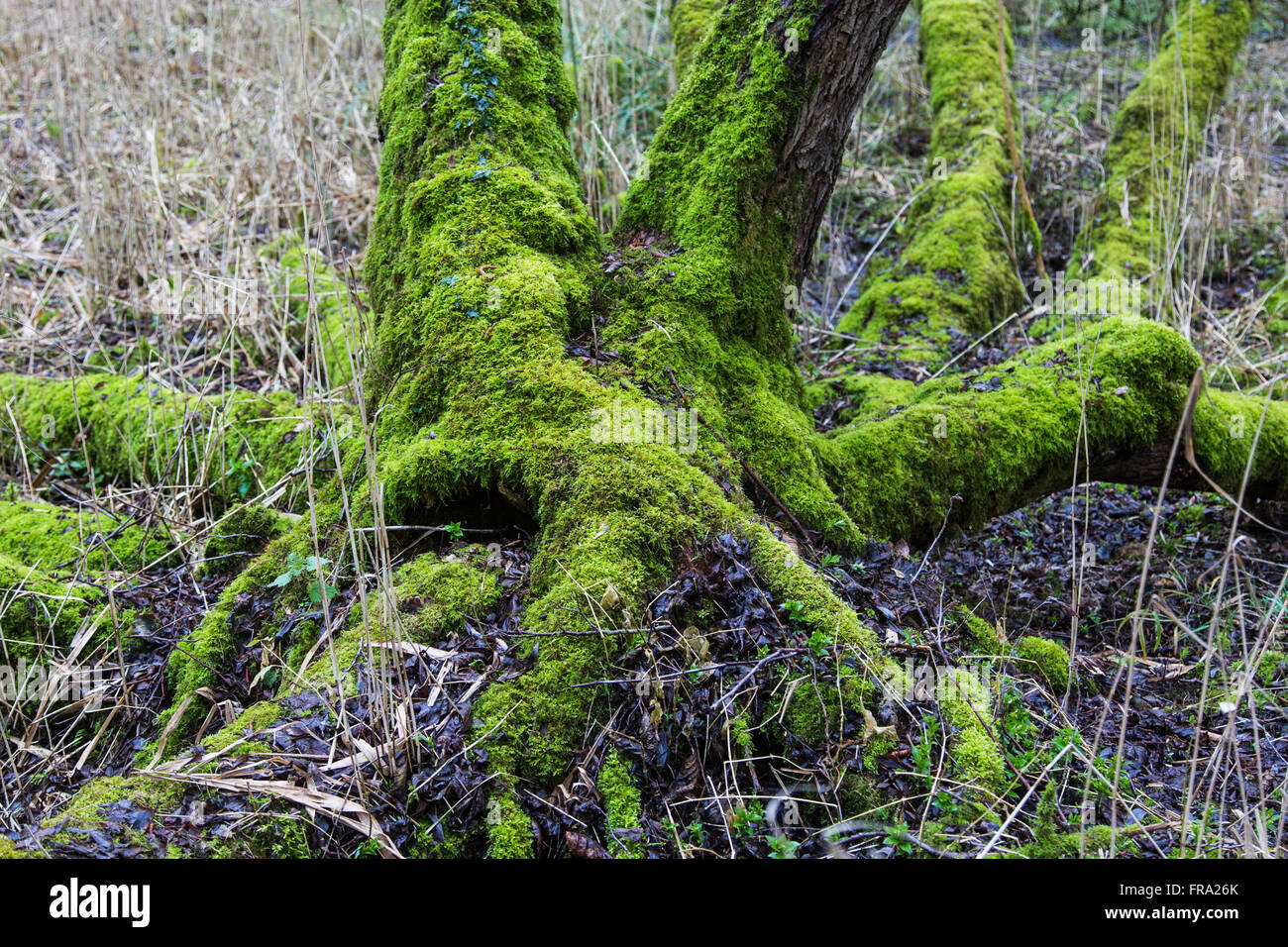 Willow roots hi-res stock photography and images - Alamy