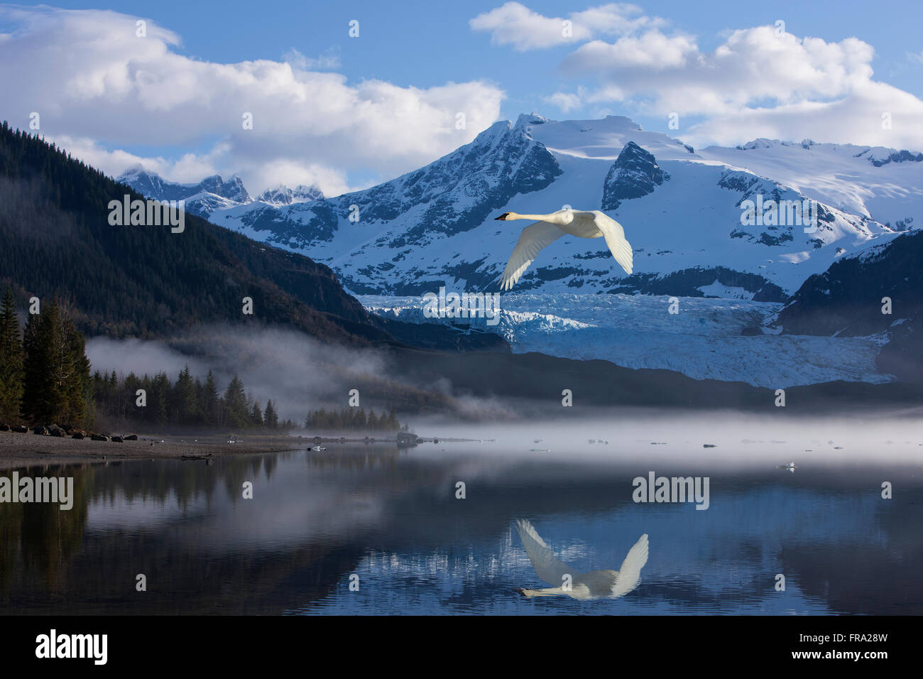 Composite. A Trumpeter swan takes off from Mendenhall Lake, heading ...