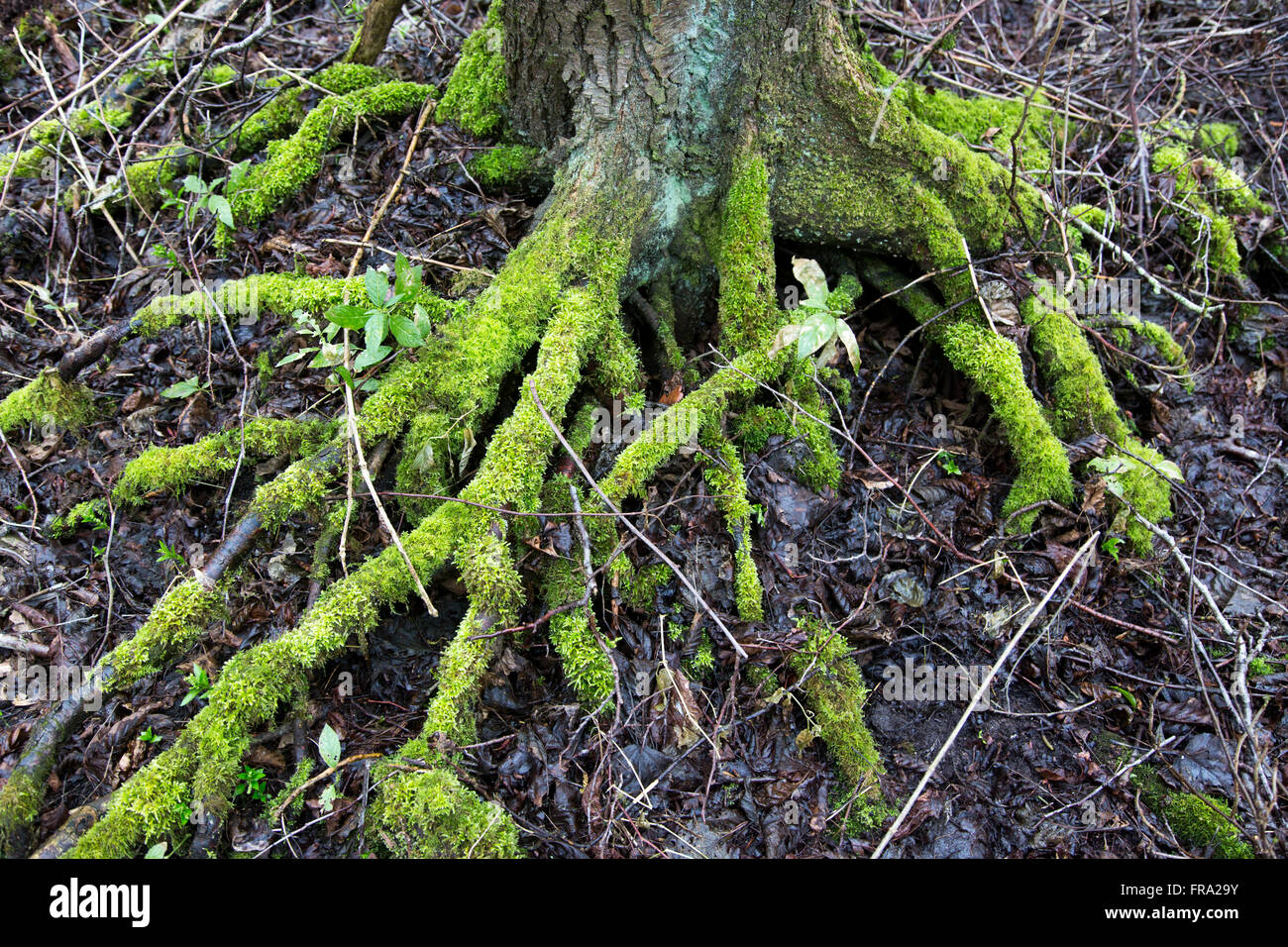 Mossy woodland and marsh, hawthorn tree roots Stock Photo - Alamy