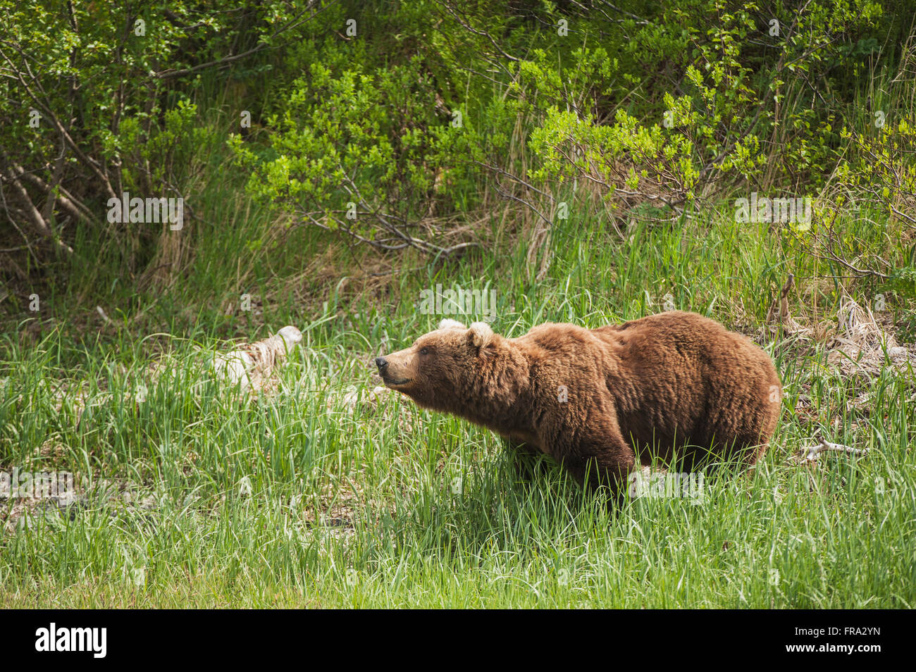 Boar brown bear hi-res stock photography and images - Alamy