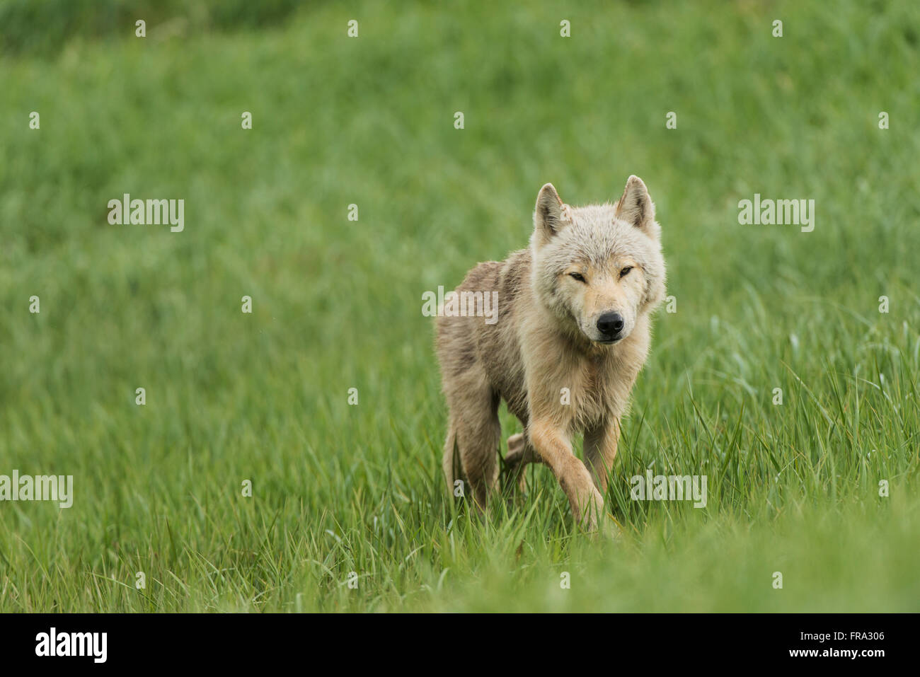 Wolf front view hi-res stock photography and images - Alamy