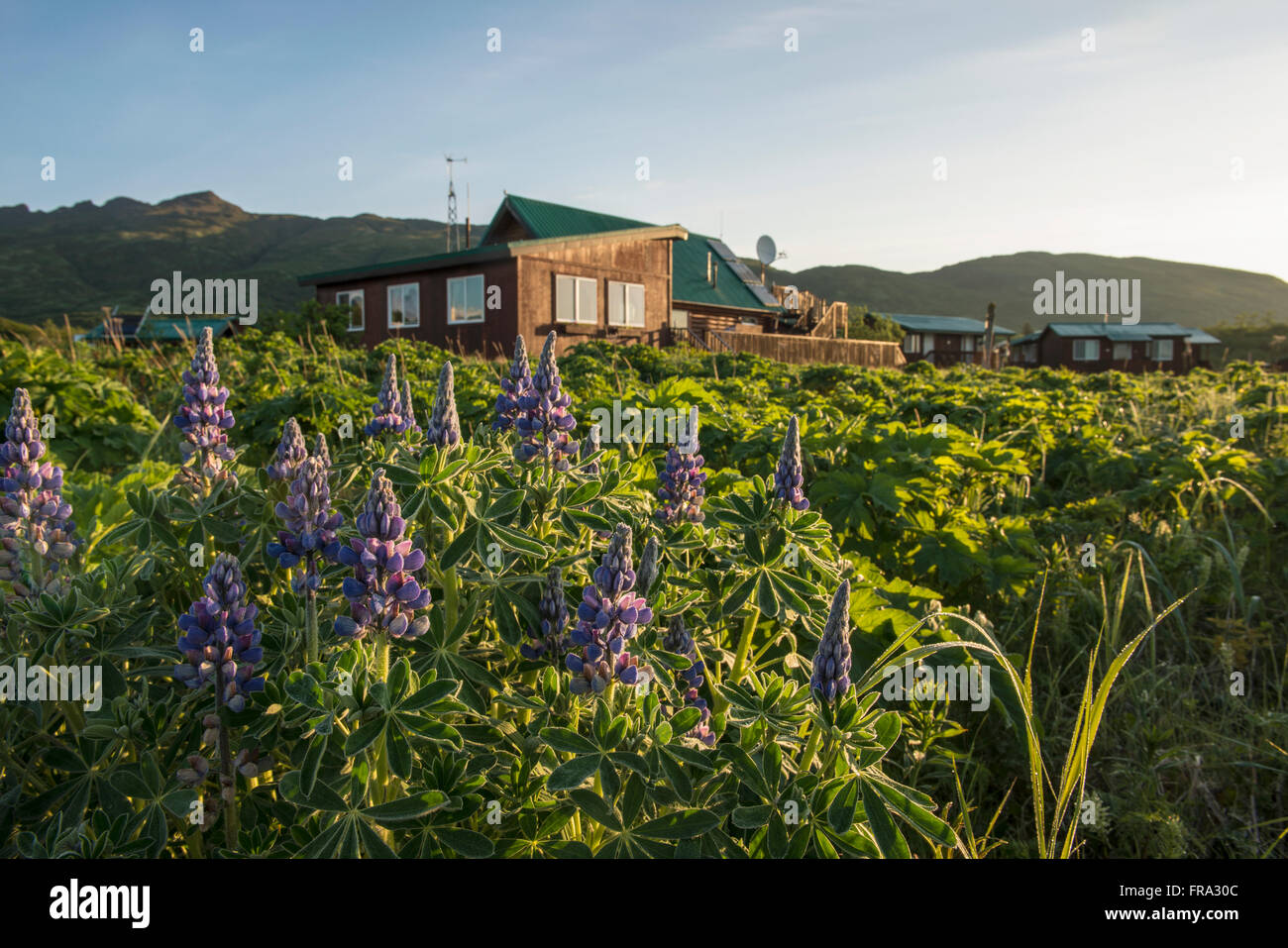 The Katmai Wilderness Lodge and a patch of Arctic Lupine catch early ...