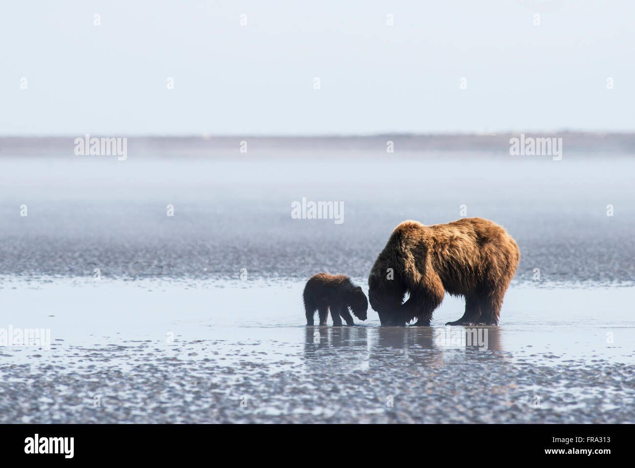 Family clam digging hi-res stock photography and images - Alamy