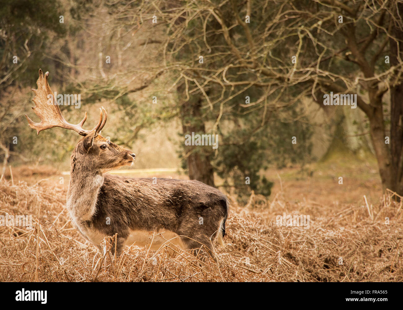 Stalking stag at Bolderwood in Spring Stock Photo - Alamy