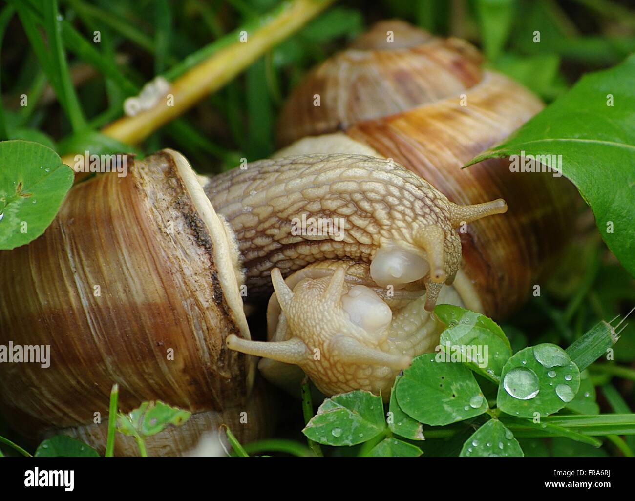 Two snails looking like kissing Stock Photo - Alamy