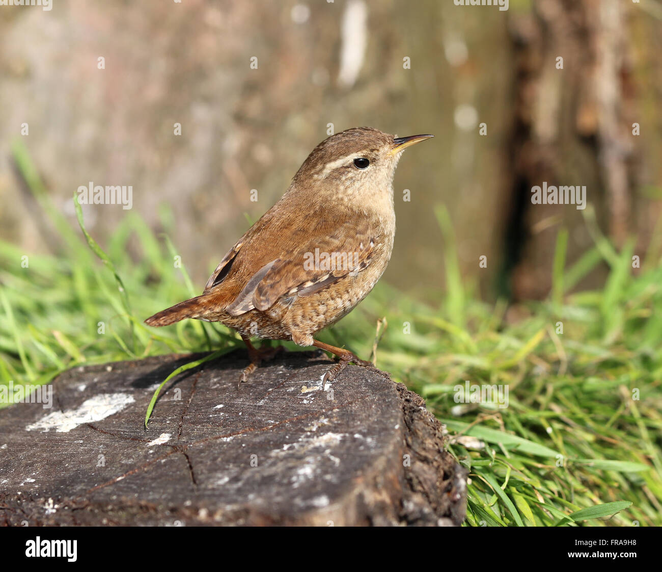 Wren close up beak hi-res stock photography and images - Alamy