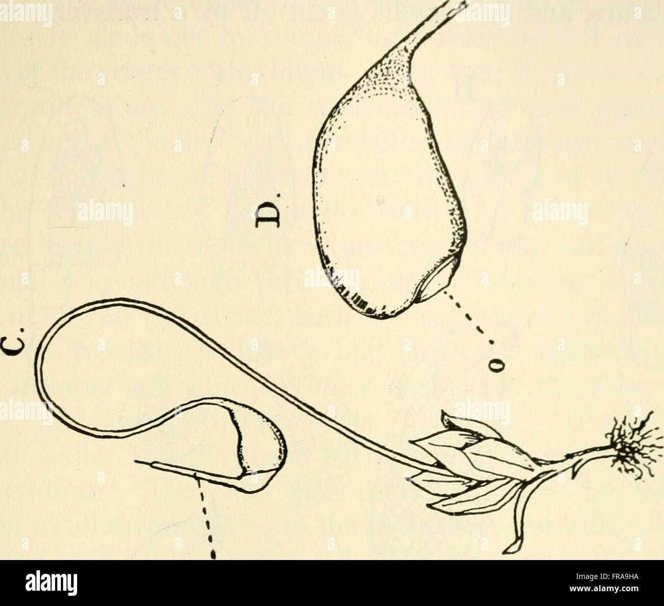 *The Structure and Development of Mosses and Ferns* (1918) examines the ...