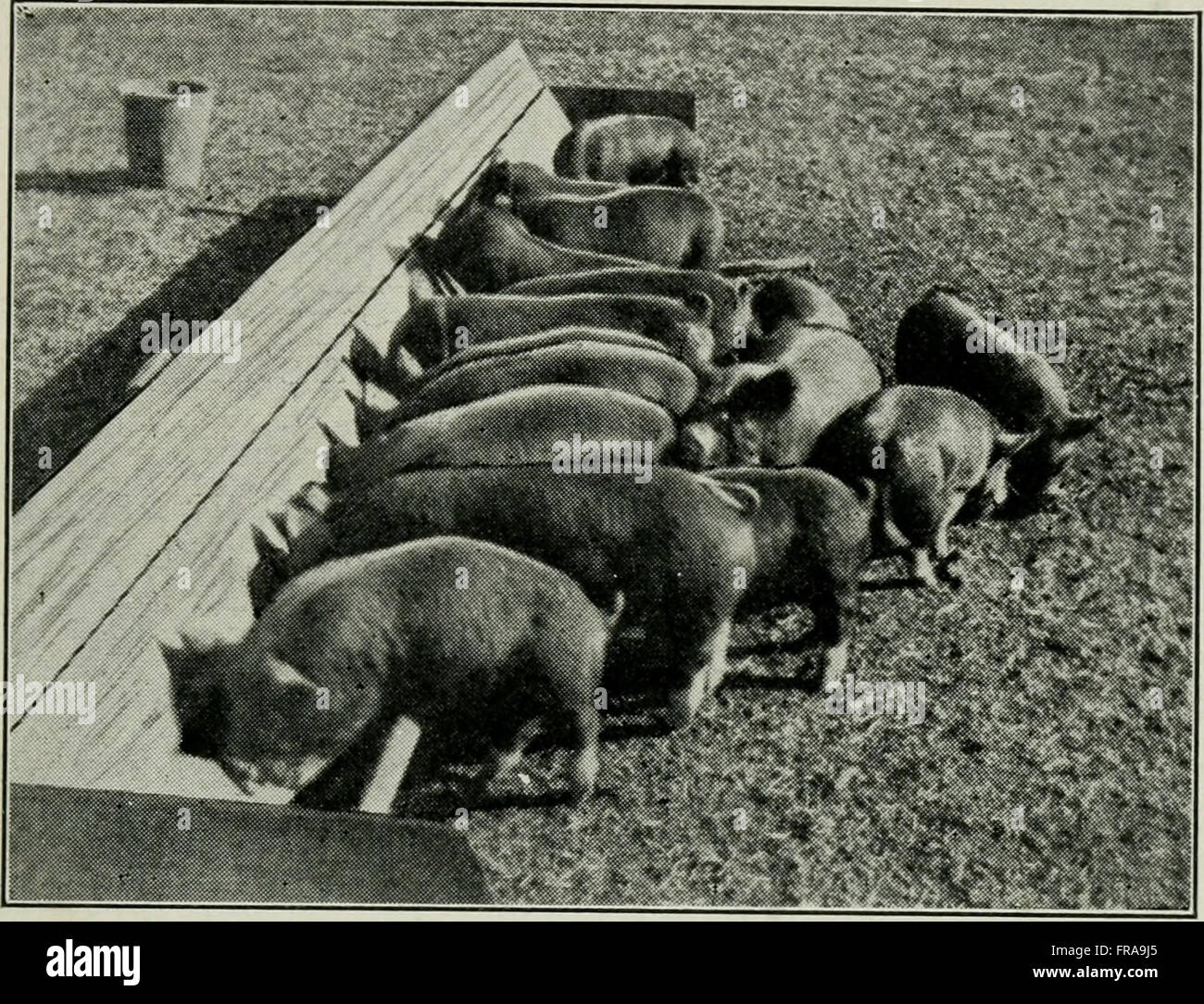 'Southern Pork Production' (1918) discusses the methods and economic ...