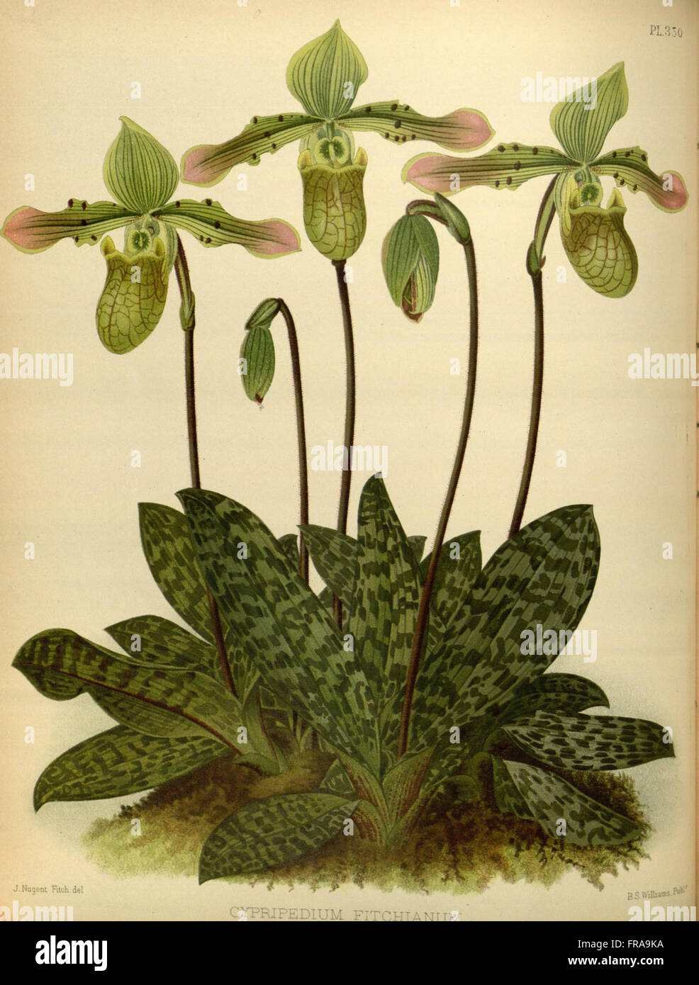 This volume of The Orchid Album by R. Warner and B.S. Williams ...